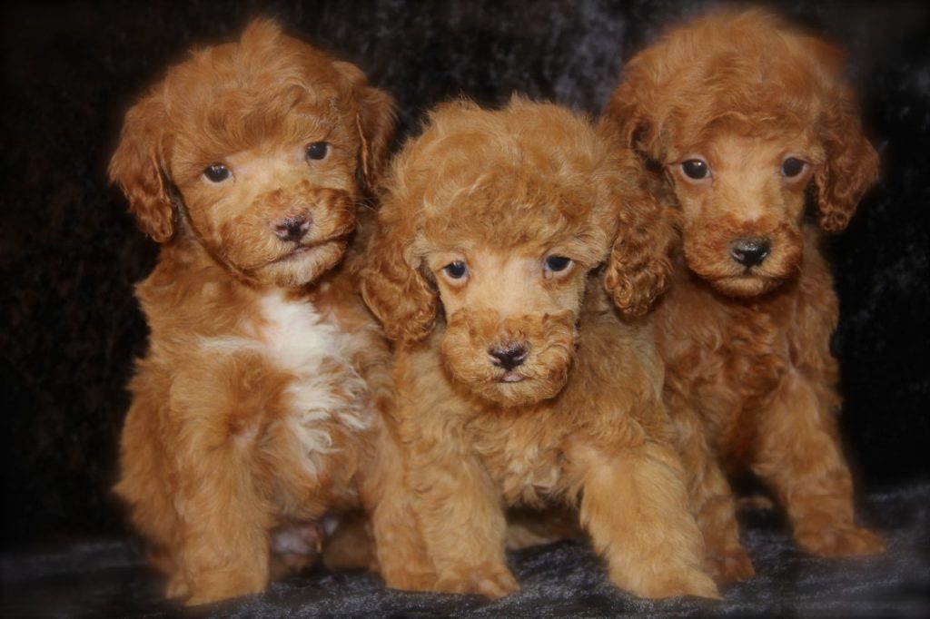 Gallery - All American Poodle