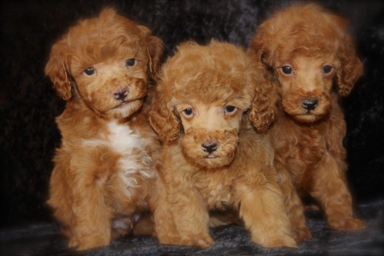 Gallery - All American Poodle