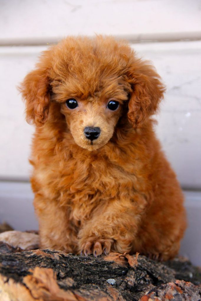 Gallery - All American Poodle