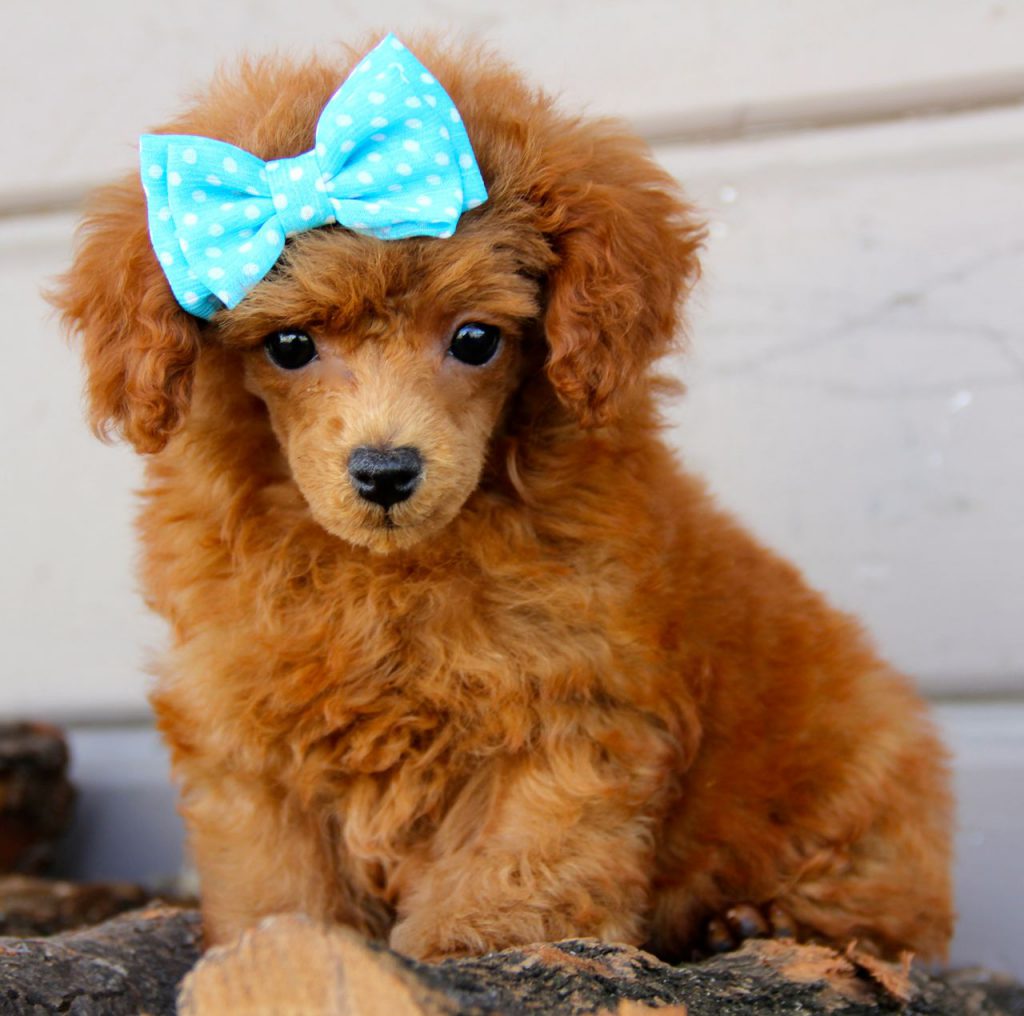 Gallery - All American Poodle