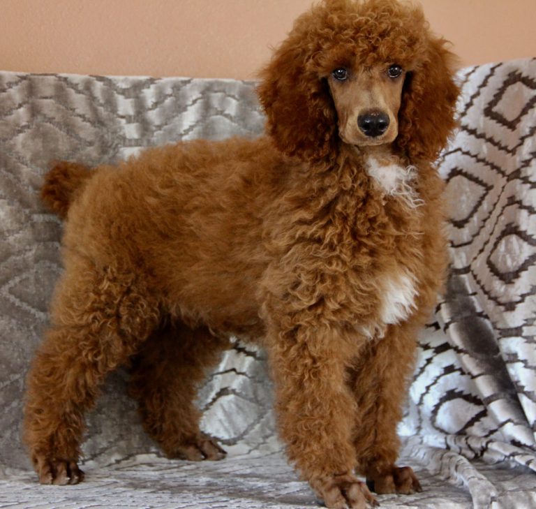 Gallery - All American Poodle