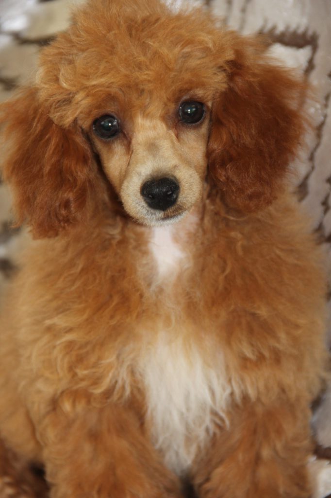 Gallery - All American Poodle