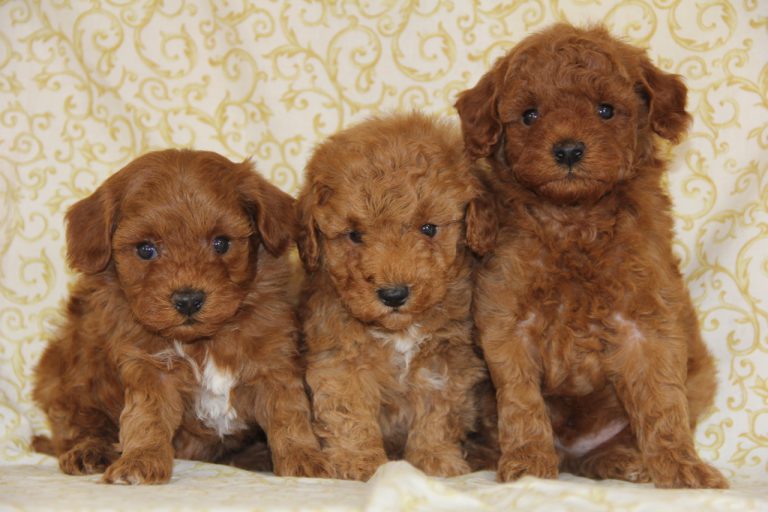 Gallery - All American Poodle