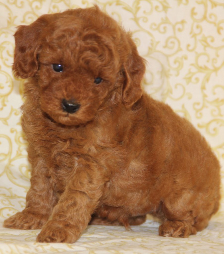 Gallery - All American Poodle