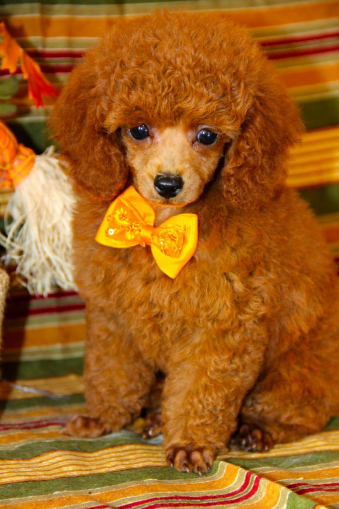 Gallery - All American Poodle