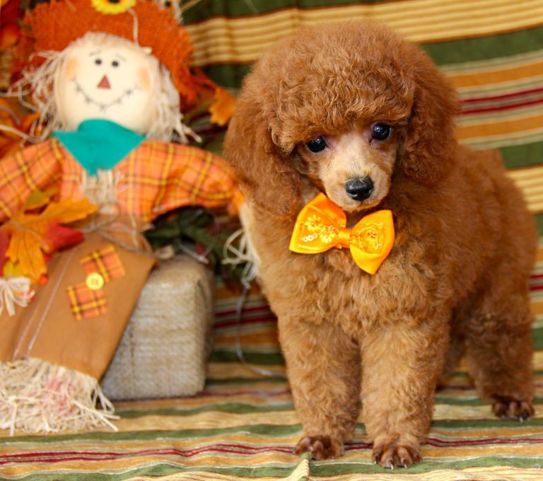 Gallery - All American Poodle
