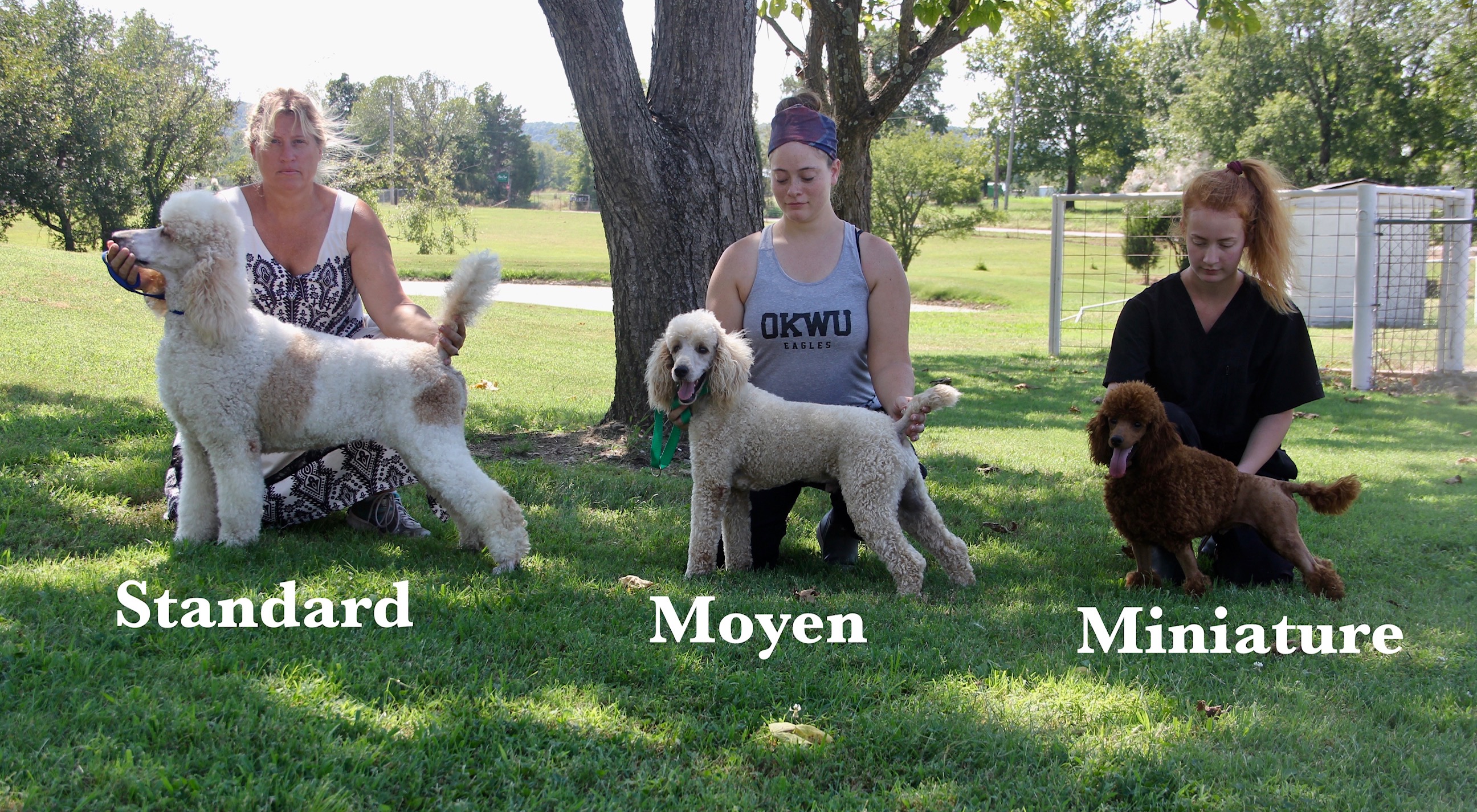 MINI MOYEN AND STANDARD All American Poodle