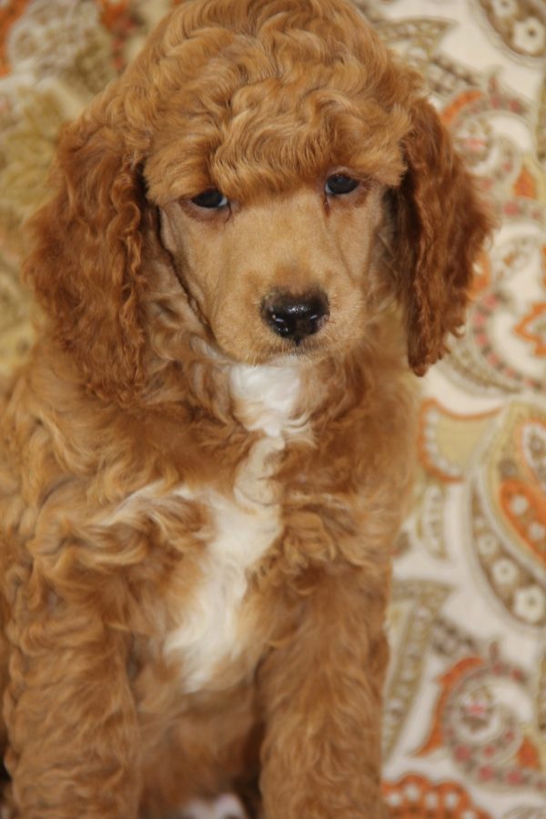 Our Sold Puppies - All American Poodle