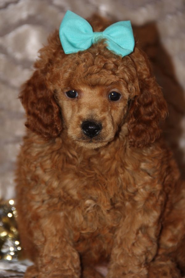 Our Sold Puppies - All American Poodle