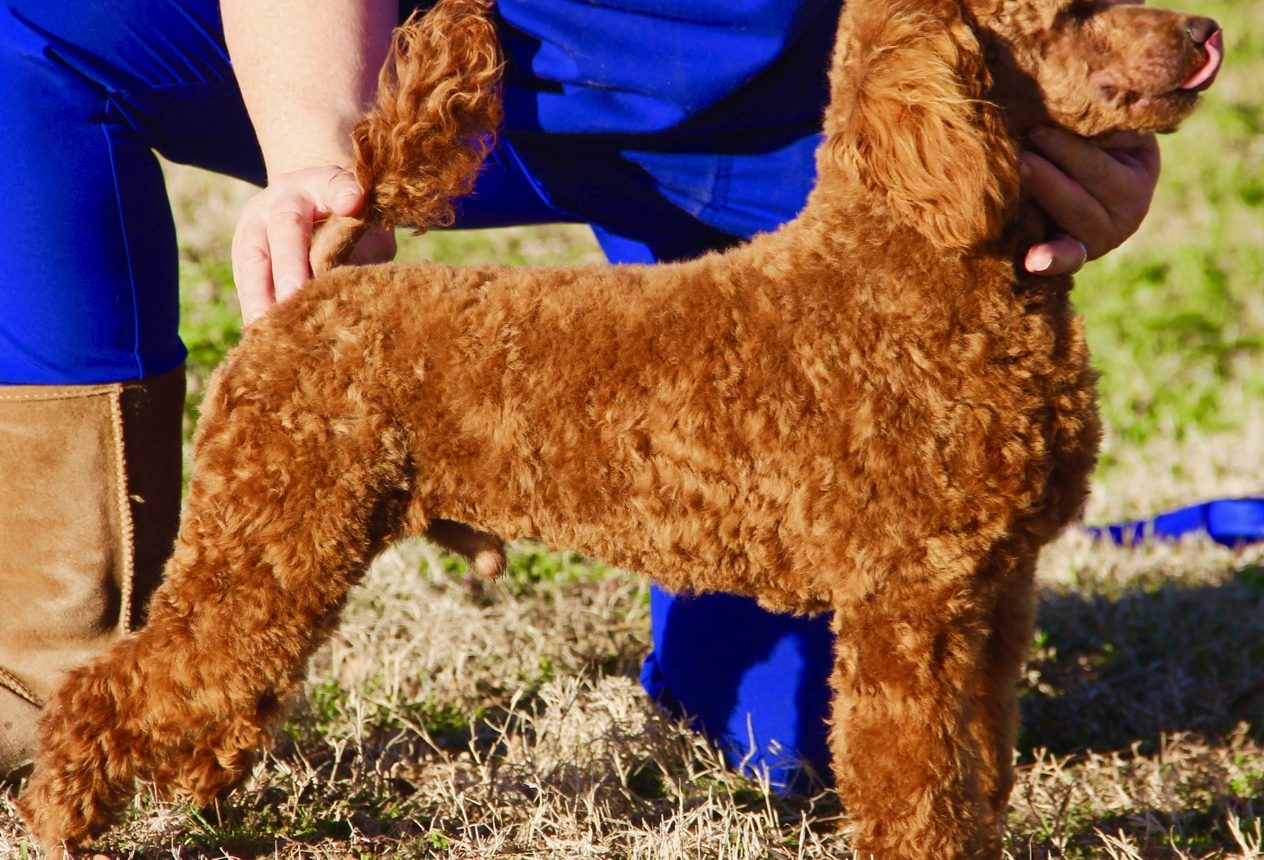 Our Gentleman - All American Poodle