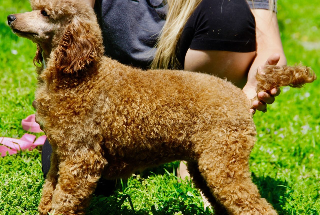 Our Ladies - All American Poodle