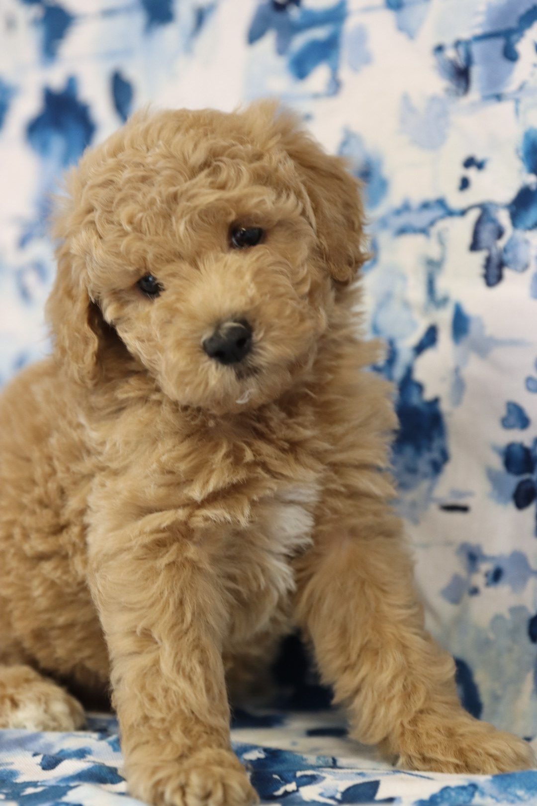 Poodle puppies for sale - All American Poodle