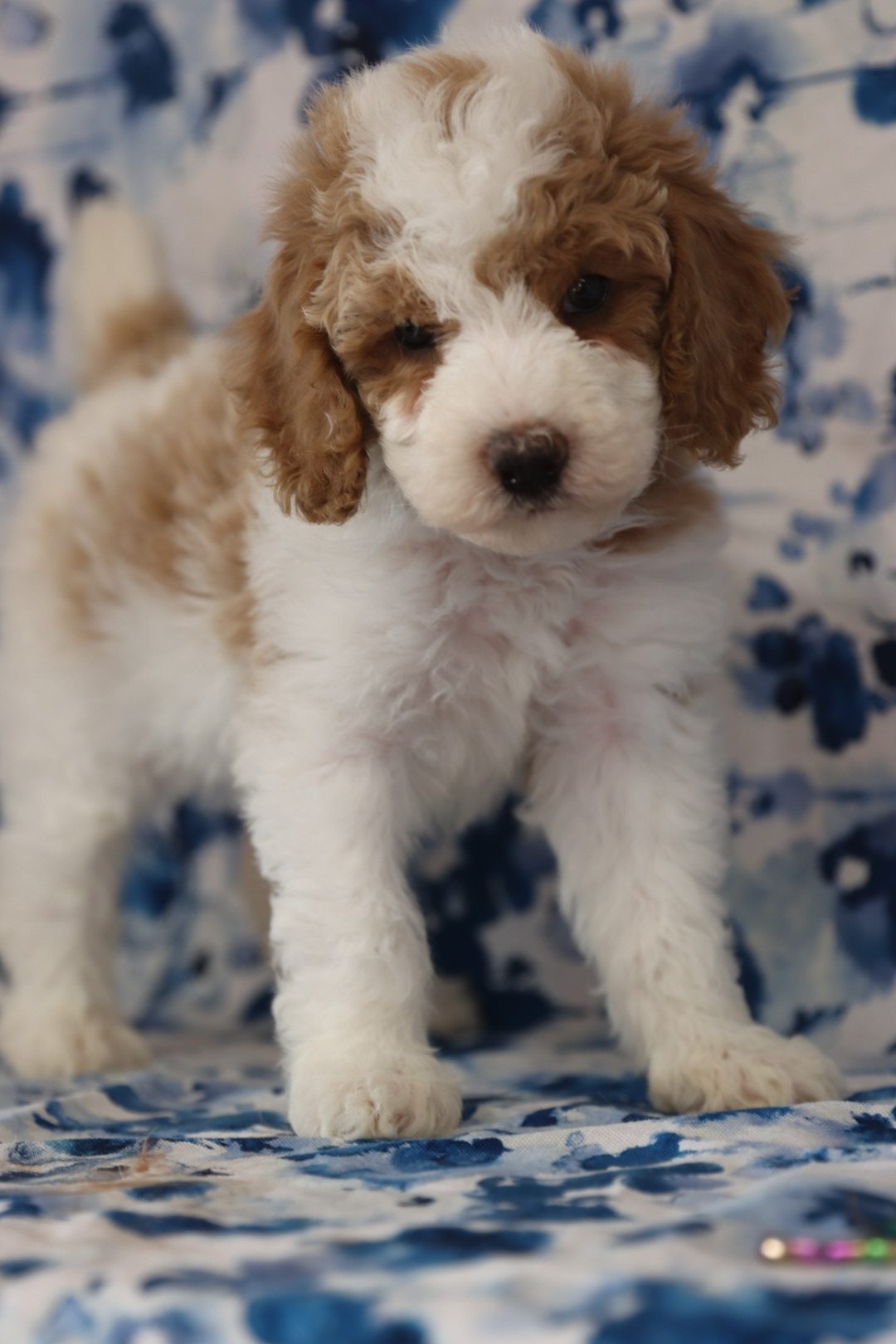 Poodle puppies for sale - All American Poodle