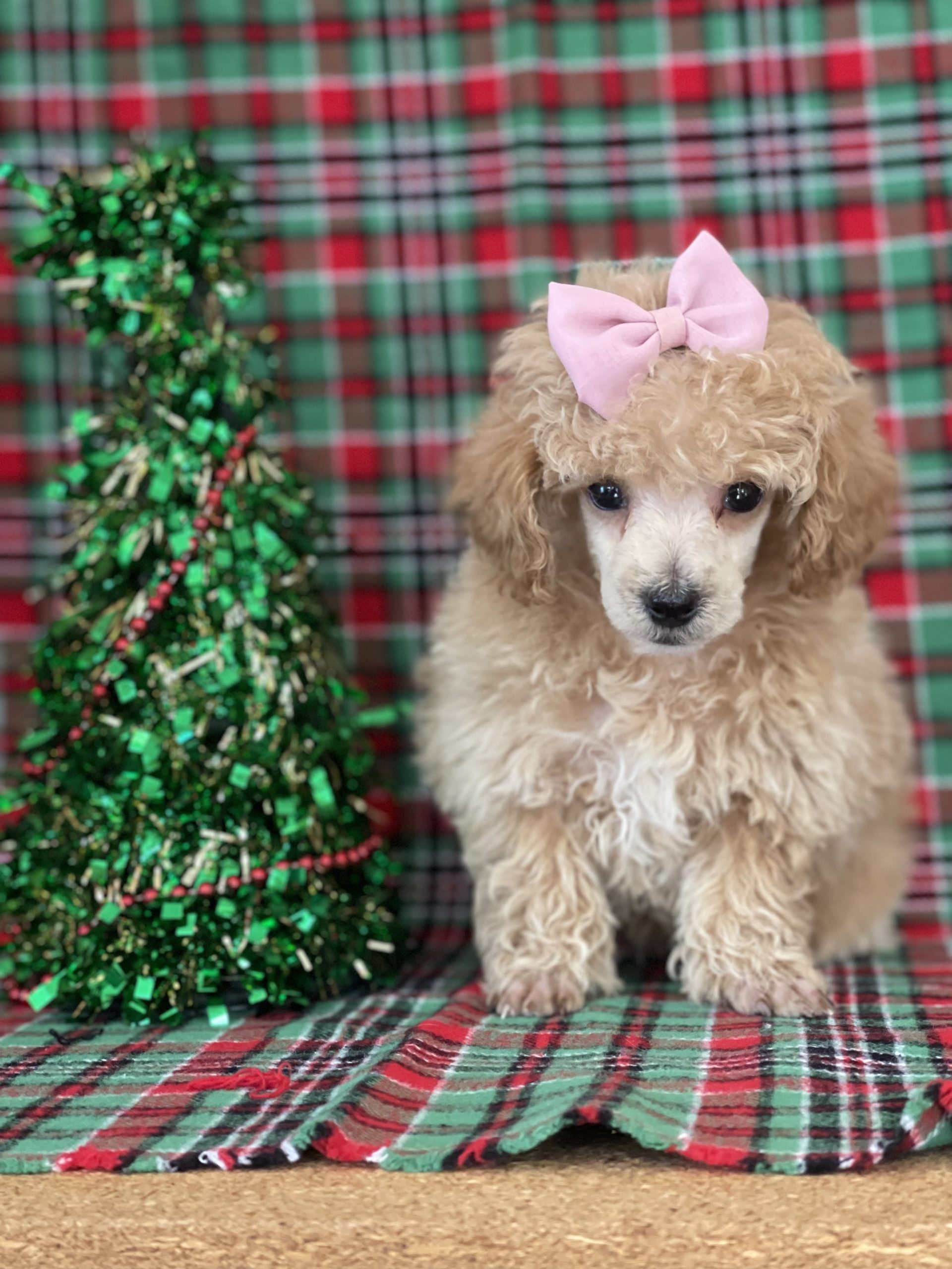 Poodle puppies for sale - All American Poodle