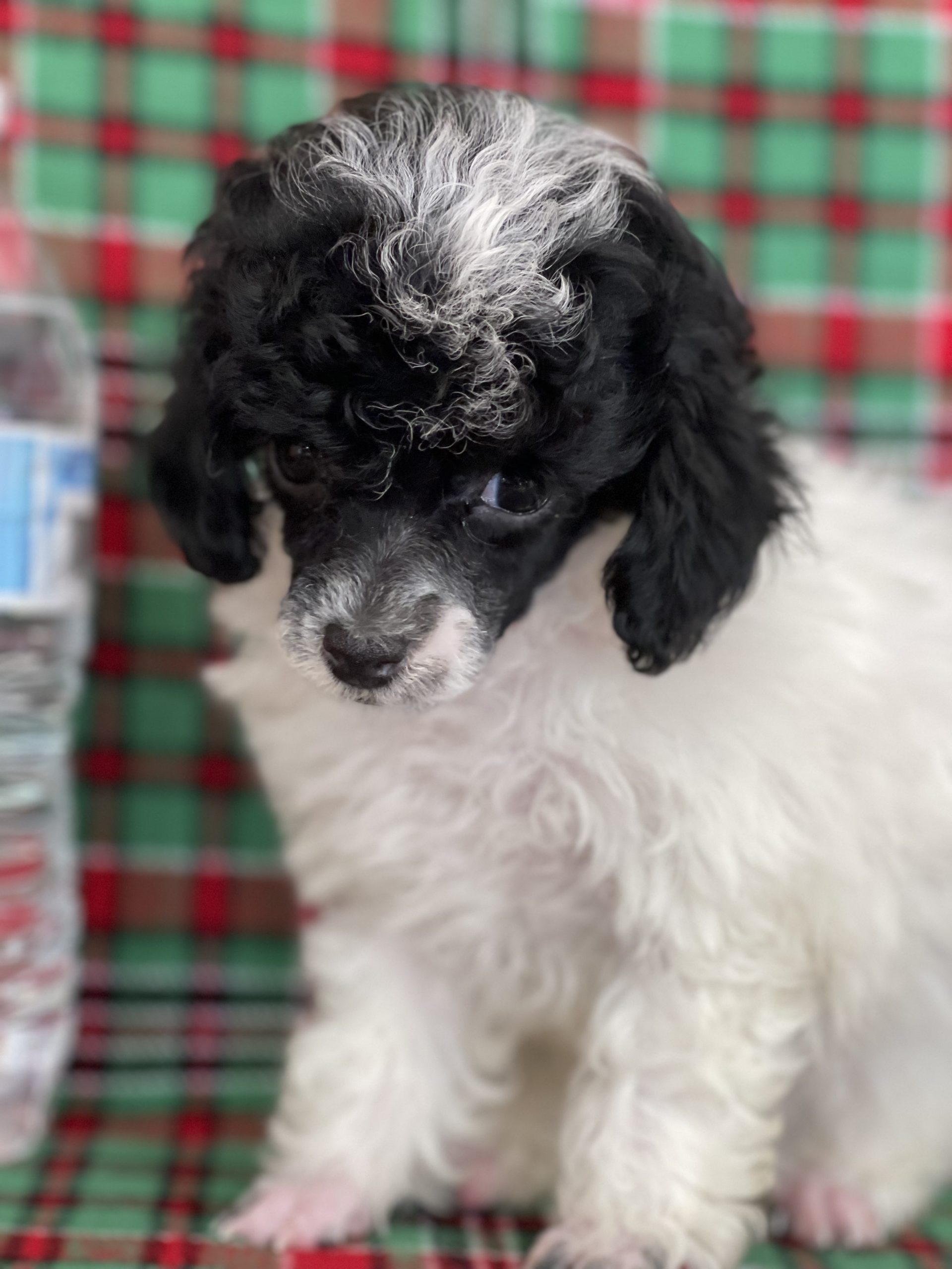 Poodle puppies for sale - All American Poodle