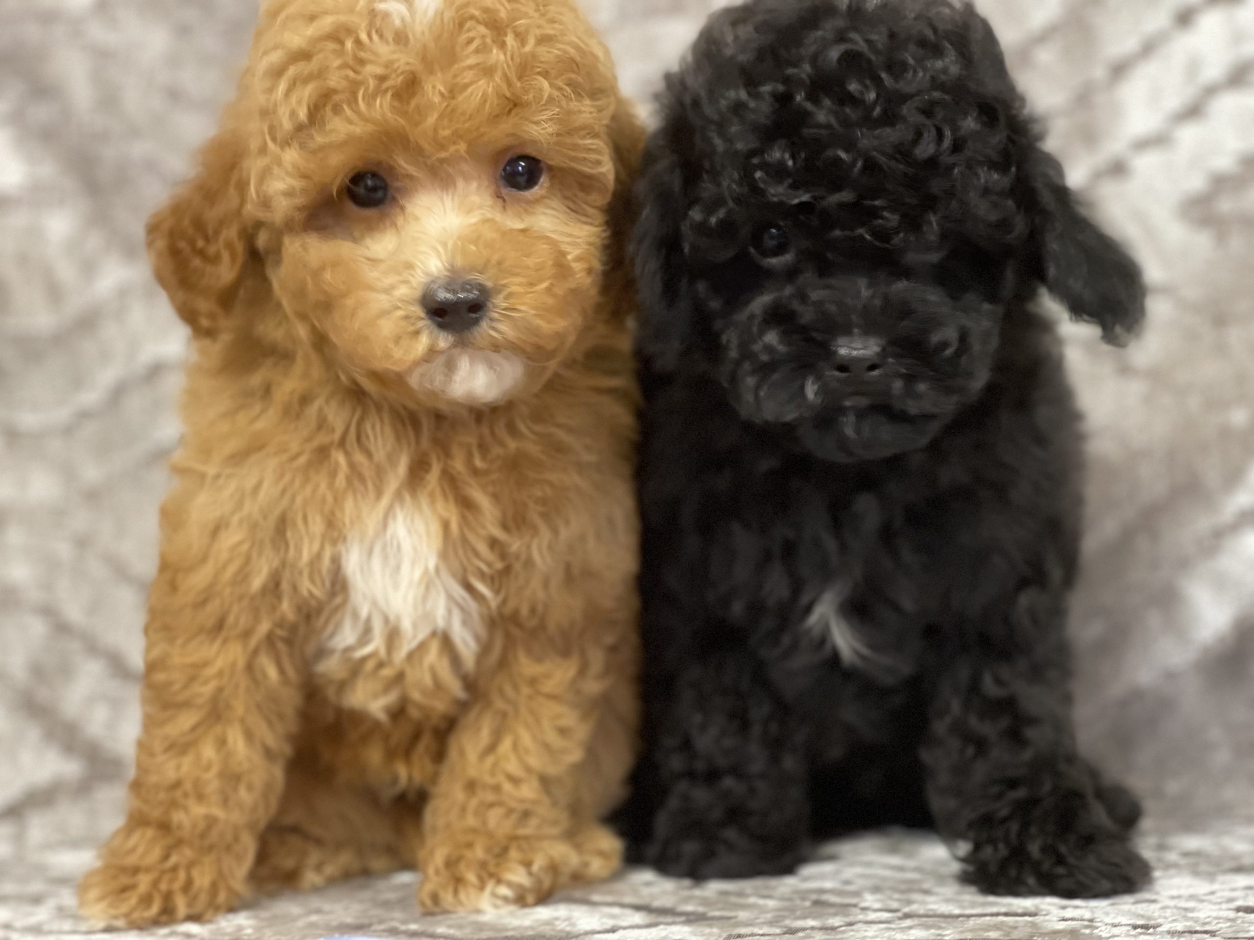 Poodle puppies for sale - All American Poodle